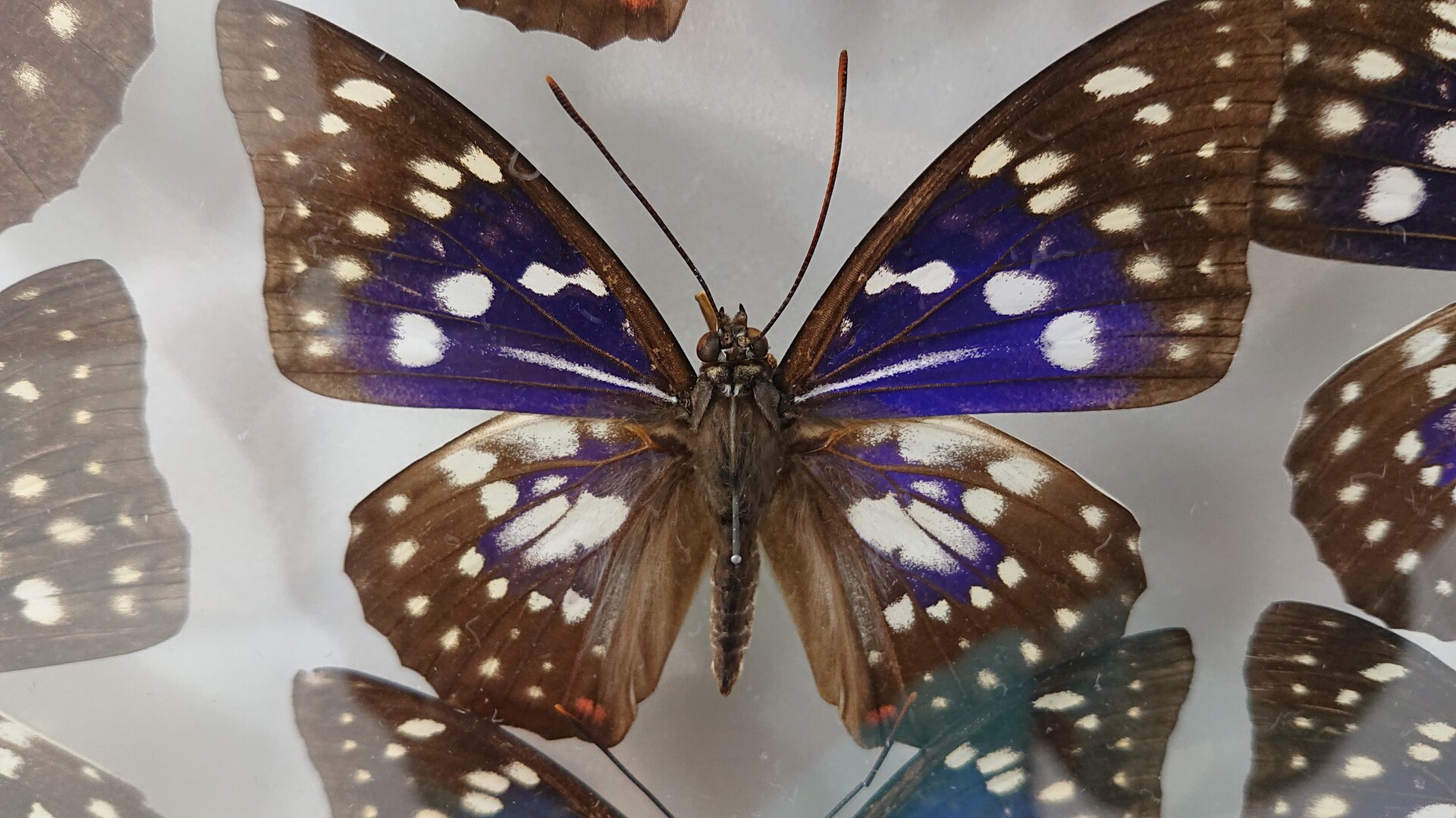 ♀_(`O`)♪ insect (-)_... / ichikichiさんのモーメント | YAMAP / ヤマップ