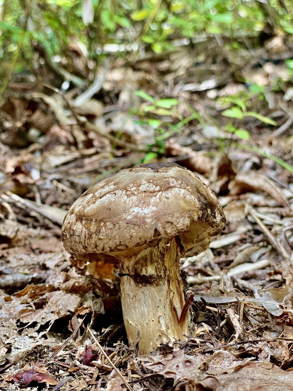 昨日松茸の初競で過去最高額が更新されたと... / George-Kさんのモーメント | YAMAP / ヤマップ