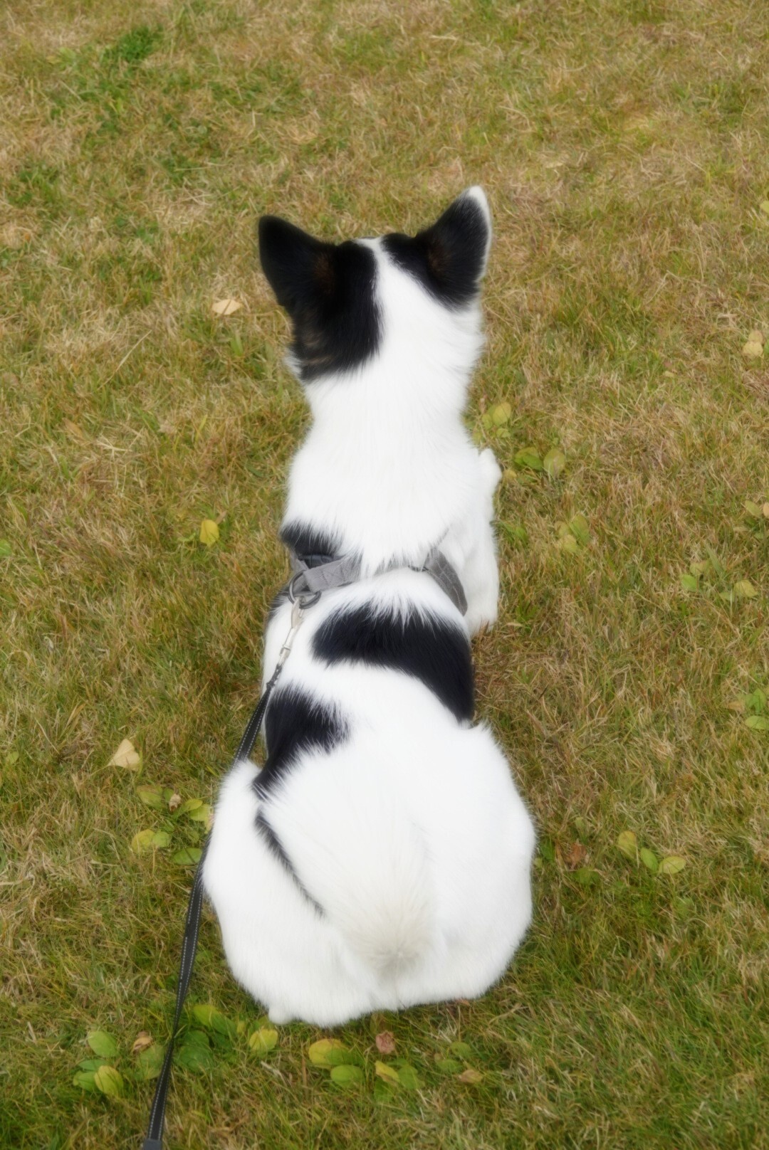 Dog evening 🌃 きのう... / もみじ🐺パパ😎さんのモーメント | YAMAP / ヤマップ