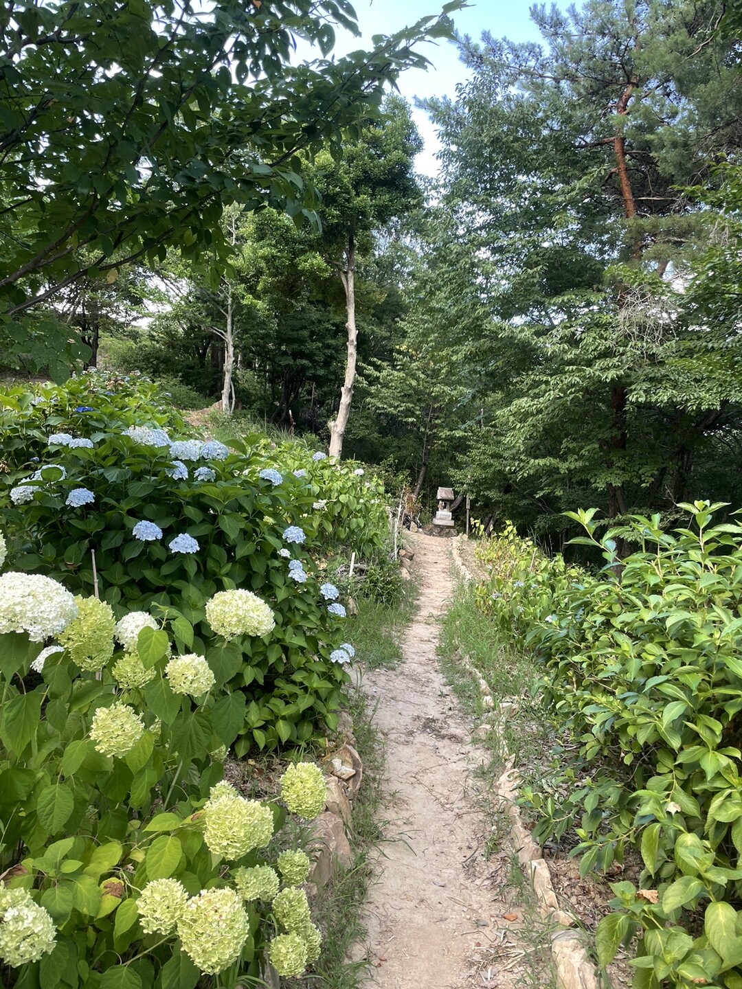 日曜日と云えば 大坊山・つつじ山 / HAMHAM21さんの両崖山・仙人ヶ岳・石尊山の活動データ | YAMAP / ヤマップ