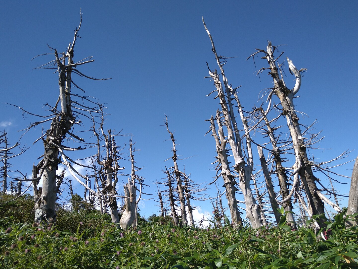 蔵王でちょこっと山活 / ogapさんのウォーキングの活動データ | YAMAP / ヤマップ