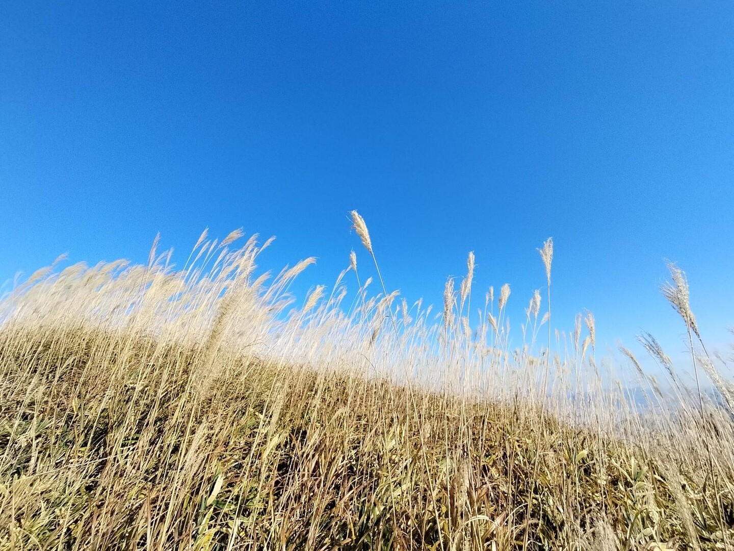 大和葛城山 / yukさんの金剛山・二上山・大和葛城山の活動データ | YAMAP / ヤマップ