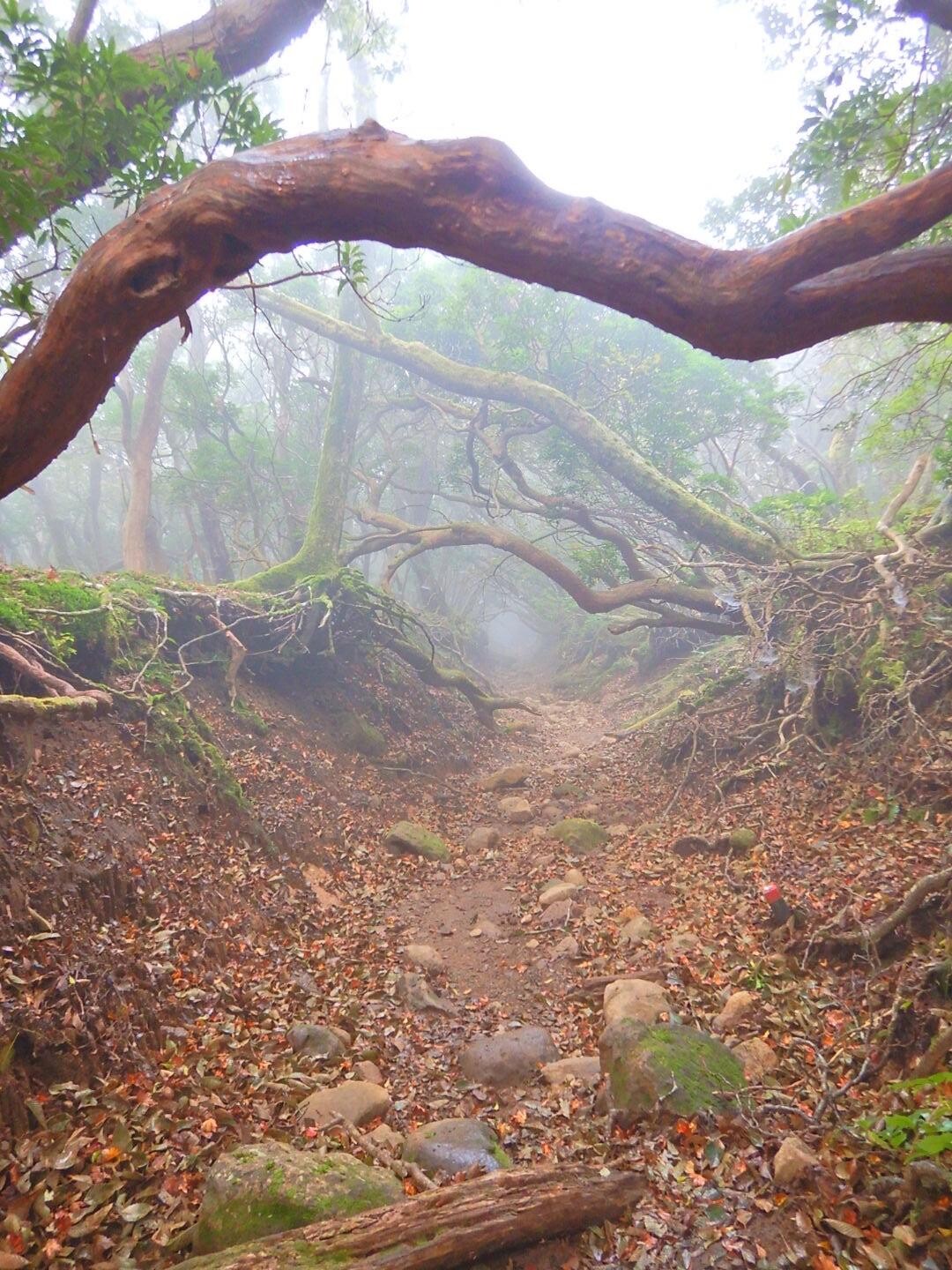 万二郎岳（天城山）・万三郎岳（天城山） / dai-modeさんの天城山・鉢ノ山・三筋山の活動データ | YAMAP / ヤマップ