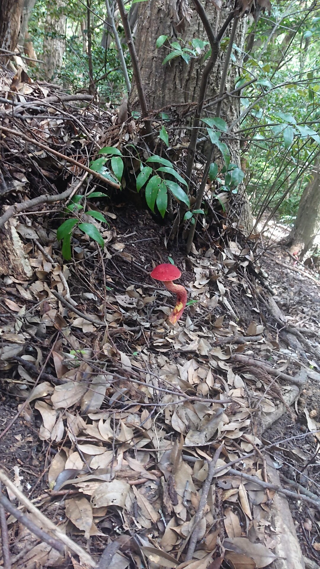 許斐山・尾立山・千歩山 / TSさんの許斐山の活動データ | YAMAP / ヤマップ