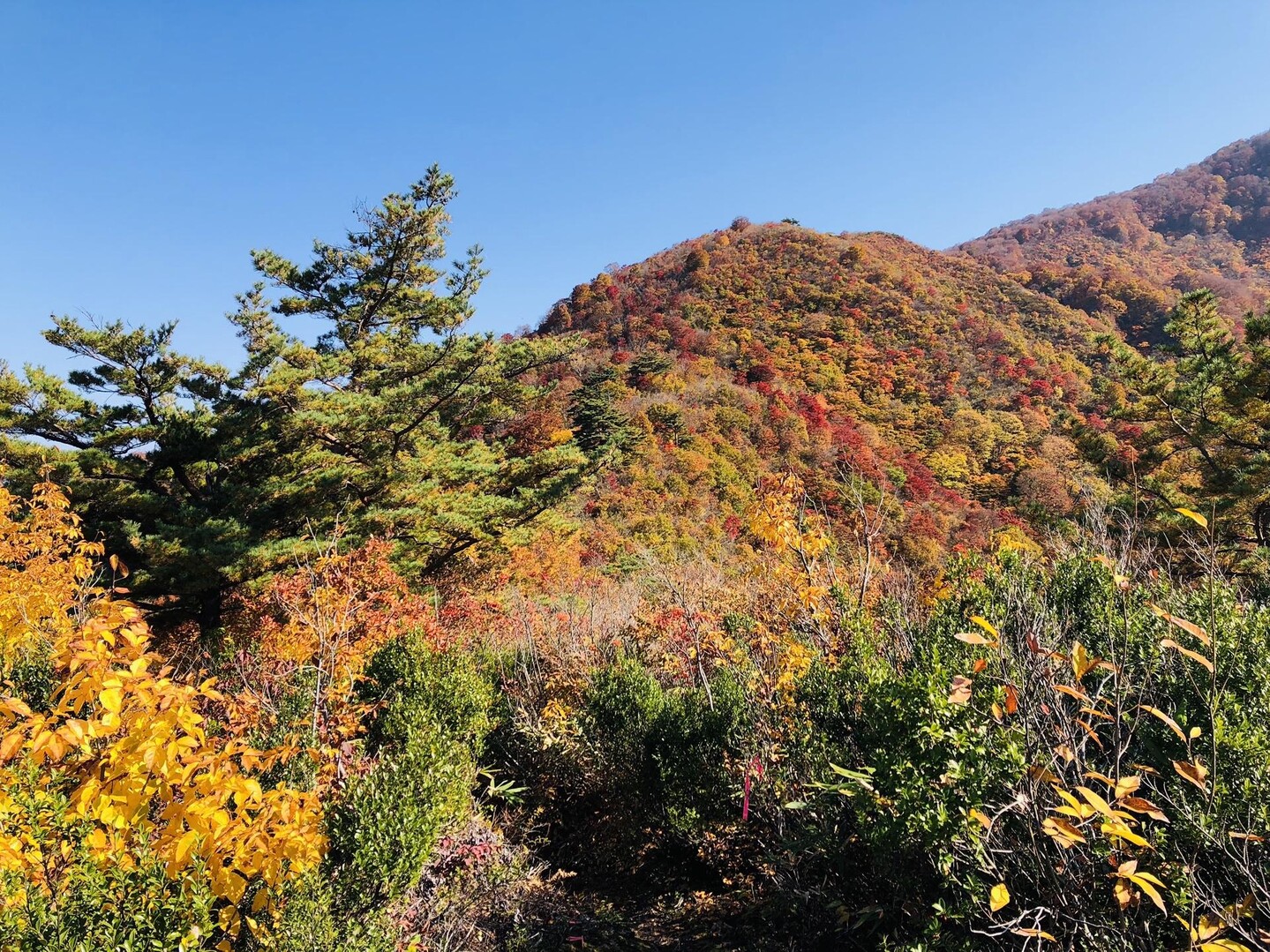 (2/2)金城山 / krnさんの巻機山・割引岳・金城山の活動データ | YAMAP / ヤマップ