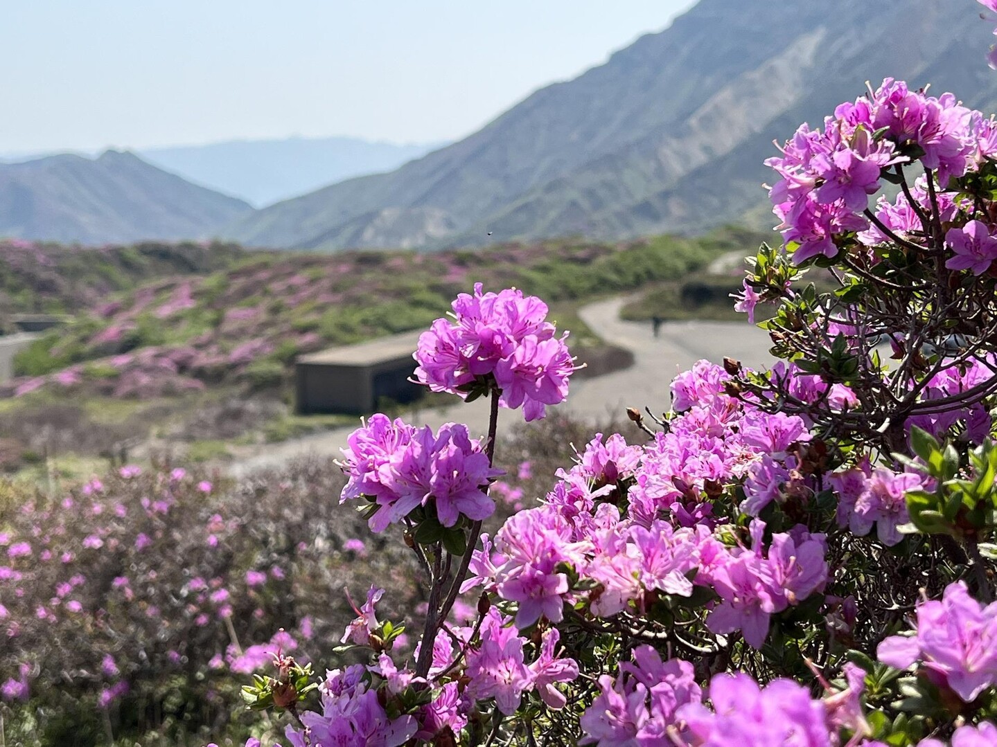 南岳・中岳・皿山 / Rieさんの阿蘇山・高岳・根子岳の活動データ | YAMAP / ヤマップ