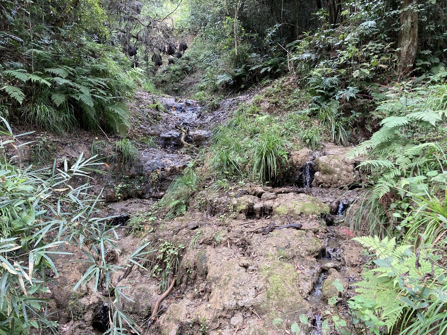 宿谷津 ババの懐 草刈り / kazeさんの 米沢の森の活動データ | YAMAP / ヤマップ