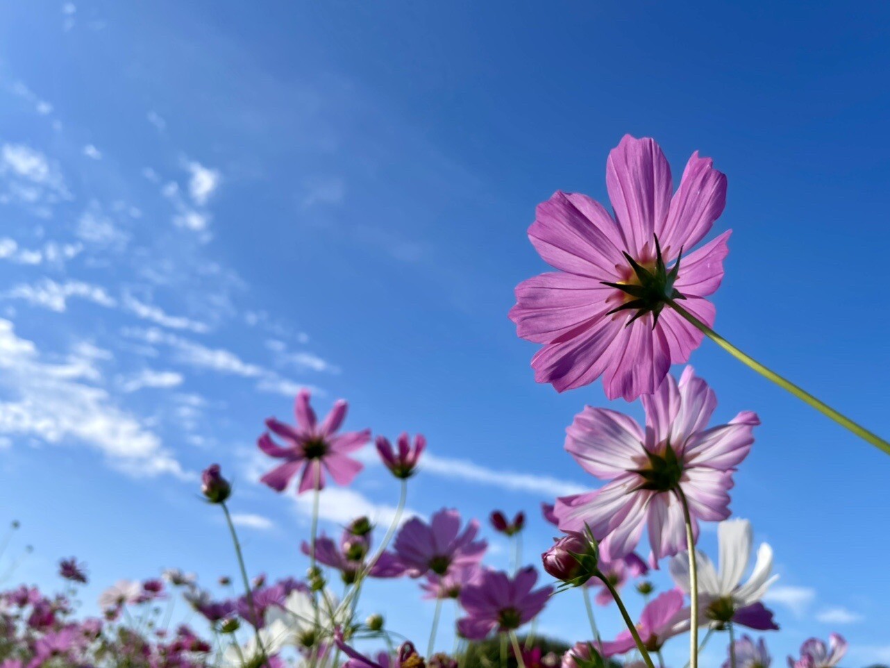 なぜこんな紅葉シーズンの晴れた休日に出勤... / asimkさんのモーメント | YAMAP / ヤマップ
