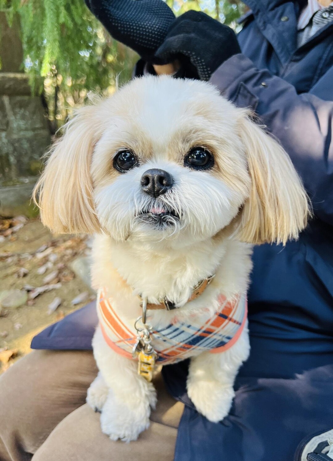 城山(津久井城山) & 十兵衛山 / Amy(エイミー)さんの城山・三増峠の活動データ | YAMAP / ヤマップ