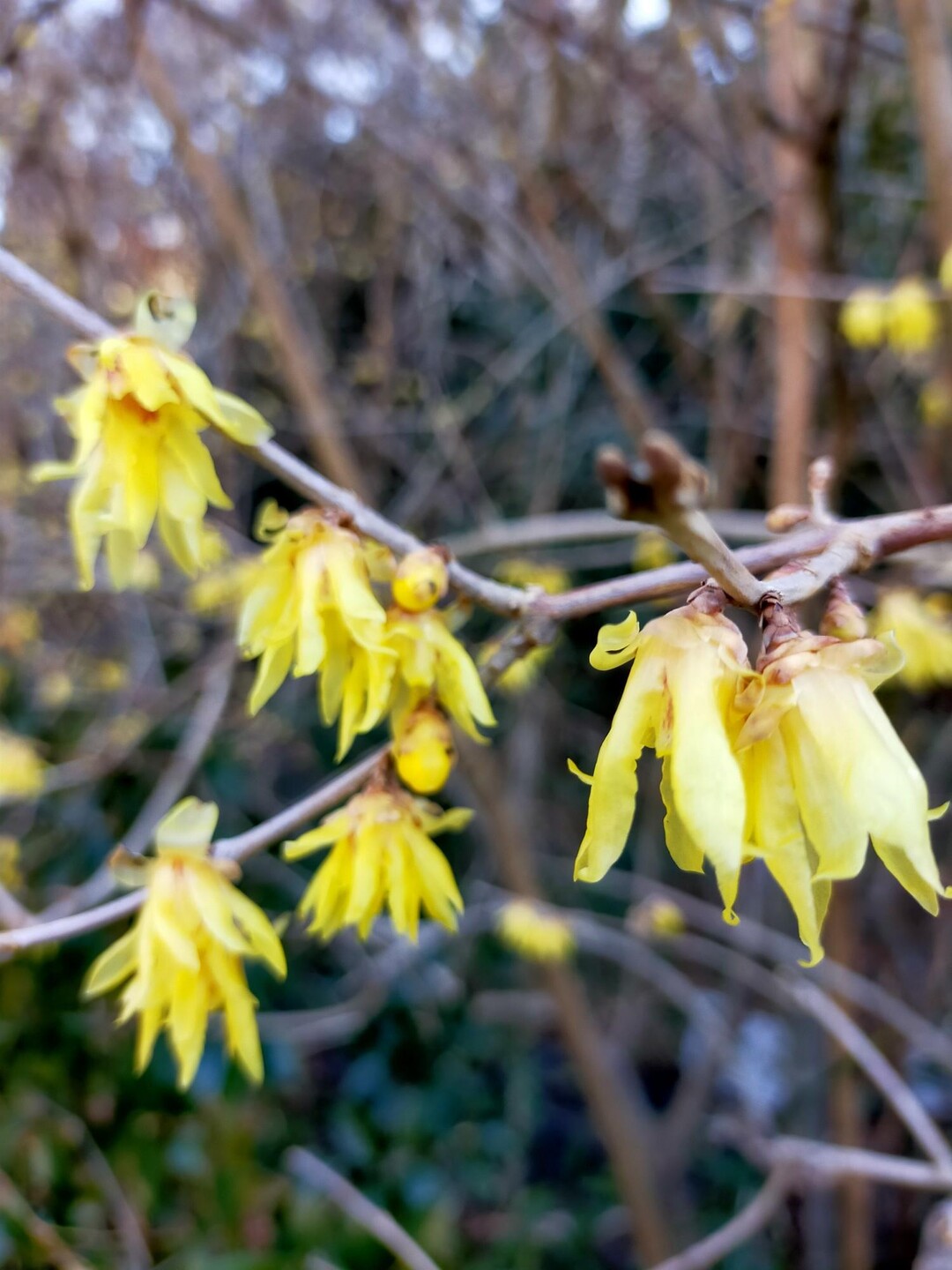 秩父 日向山 / sugar marchさんの丸山の活動データ | YAMAP / ヤマップ