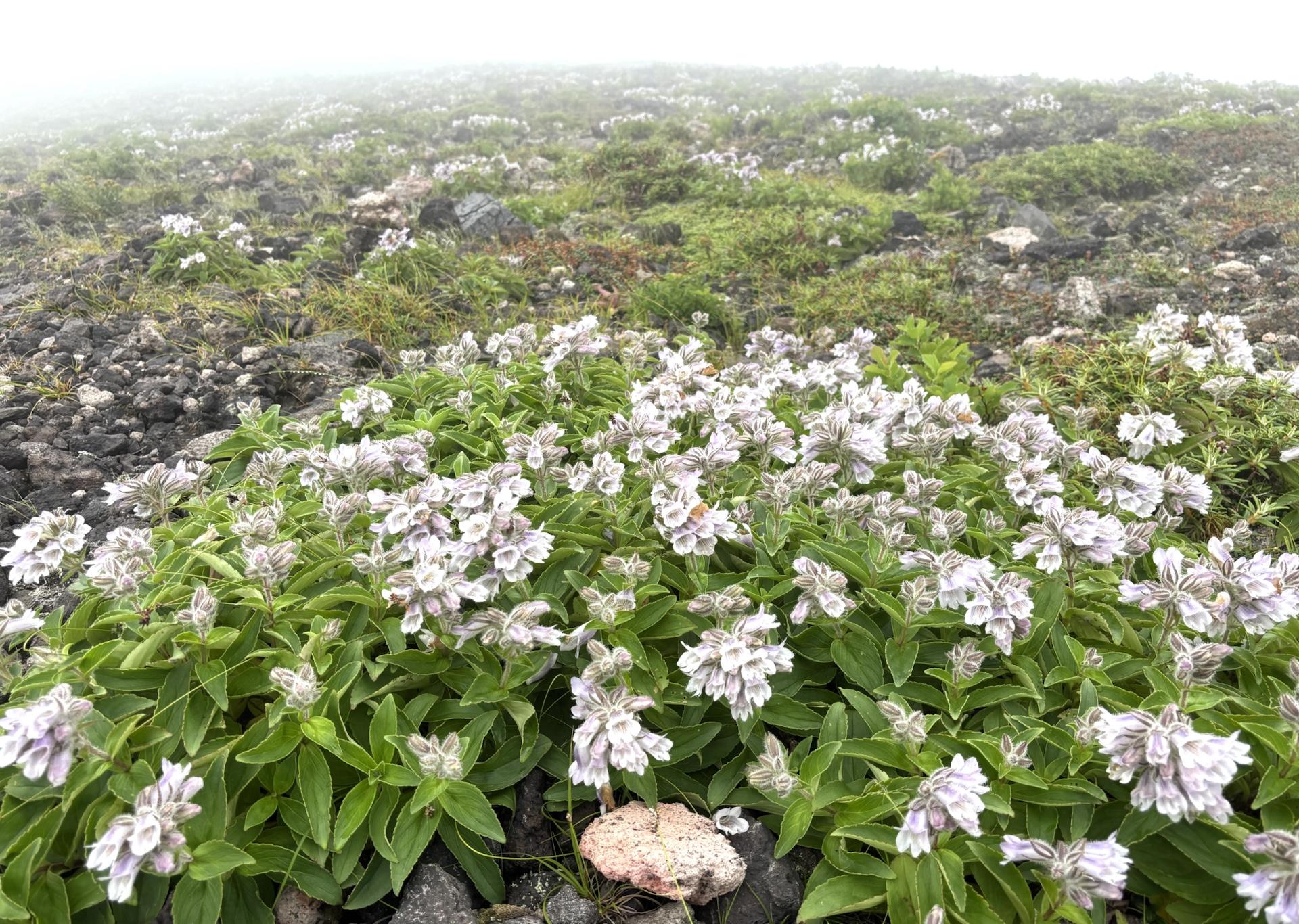 涼しさ狙いで樽前山 / Yotchさんの樽前山・風不死岳の活動データ | YAMAP / ヤマップ