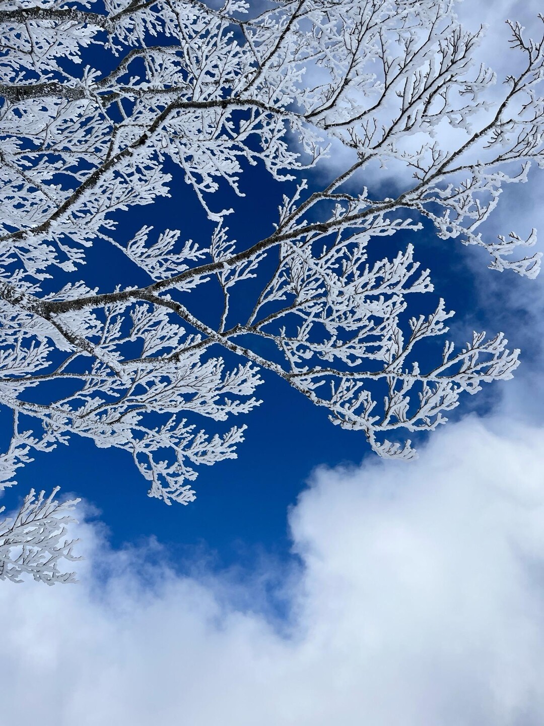 片折岳・金剛堂山（前金剛） / sajunさんの金剛堂山の活動データ | YAMAP / ヤマップ