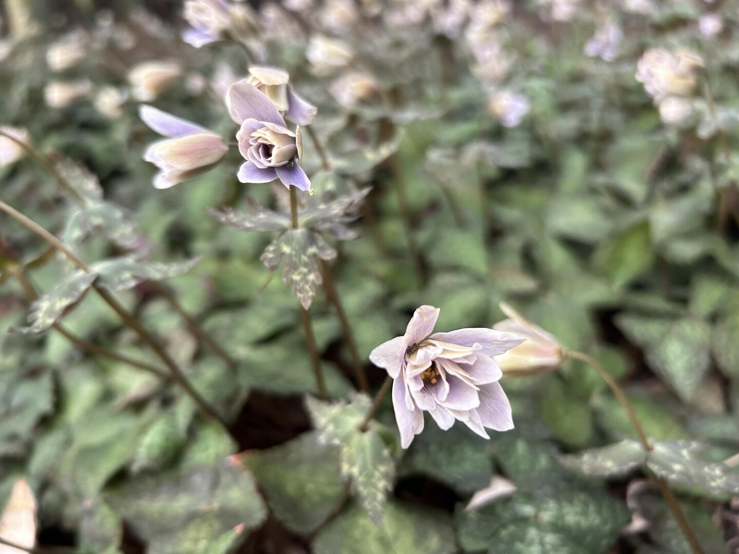 今日は午後から雨予報☂️ 登山は一休み ... / Madelineさんのモーメント | YAMAP / ヤマップ