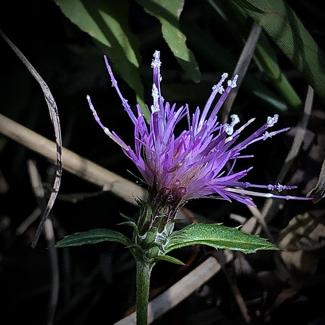 「霧山、くらやみ沢から登る」 / zaucatsさんの霧山の活動データ | YAMAP / ヤマップ