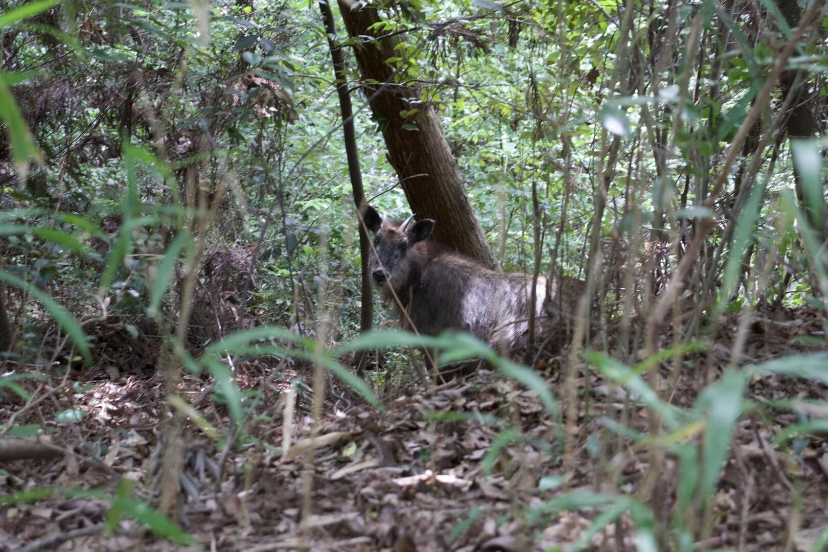 山星山・高根山 / osaさんの山星山・高根山の活動データ | YAMAP / ヤマップ