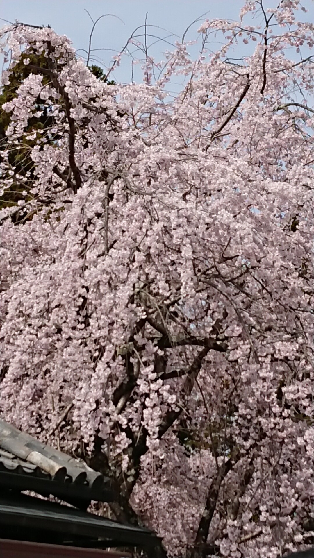 醍醐の花見しました。 / kinu235（きぬ）さんのモーメント | YAMAP / ヤマップ