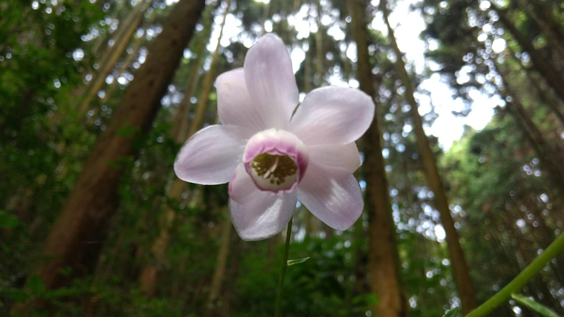 羽黒山 ユッピーって何? / nononさんの羽黒山の活動データ | YAMAP / ヤマップ