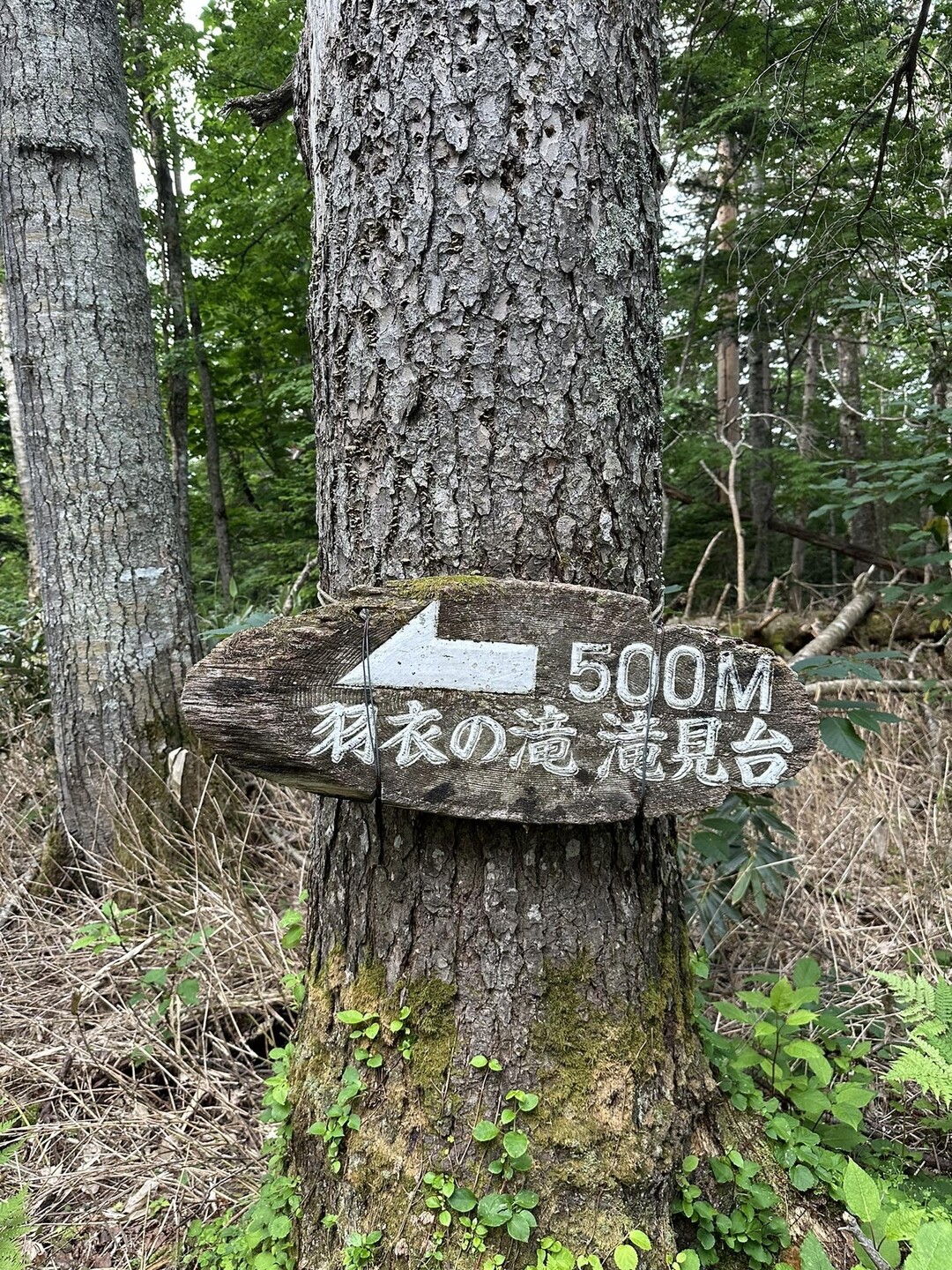 化雲岳 / いっCさんのGT3 2の活動データ | YAMAP / ヤマップ
