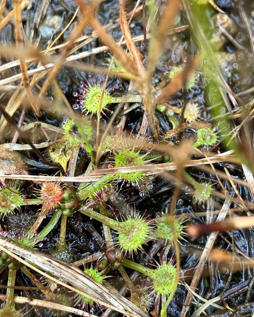 モウセンゴゲ。 / のののさんのモーメント | YAMAP / ヤマップ