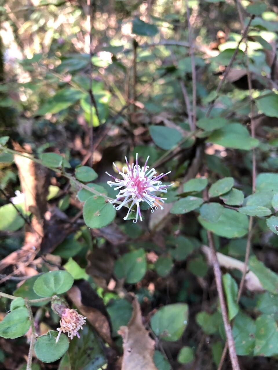 Ruppi🍀のページ | YAMAP / ヤマップ