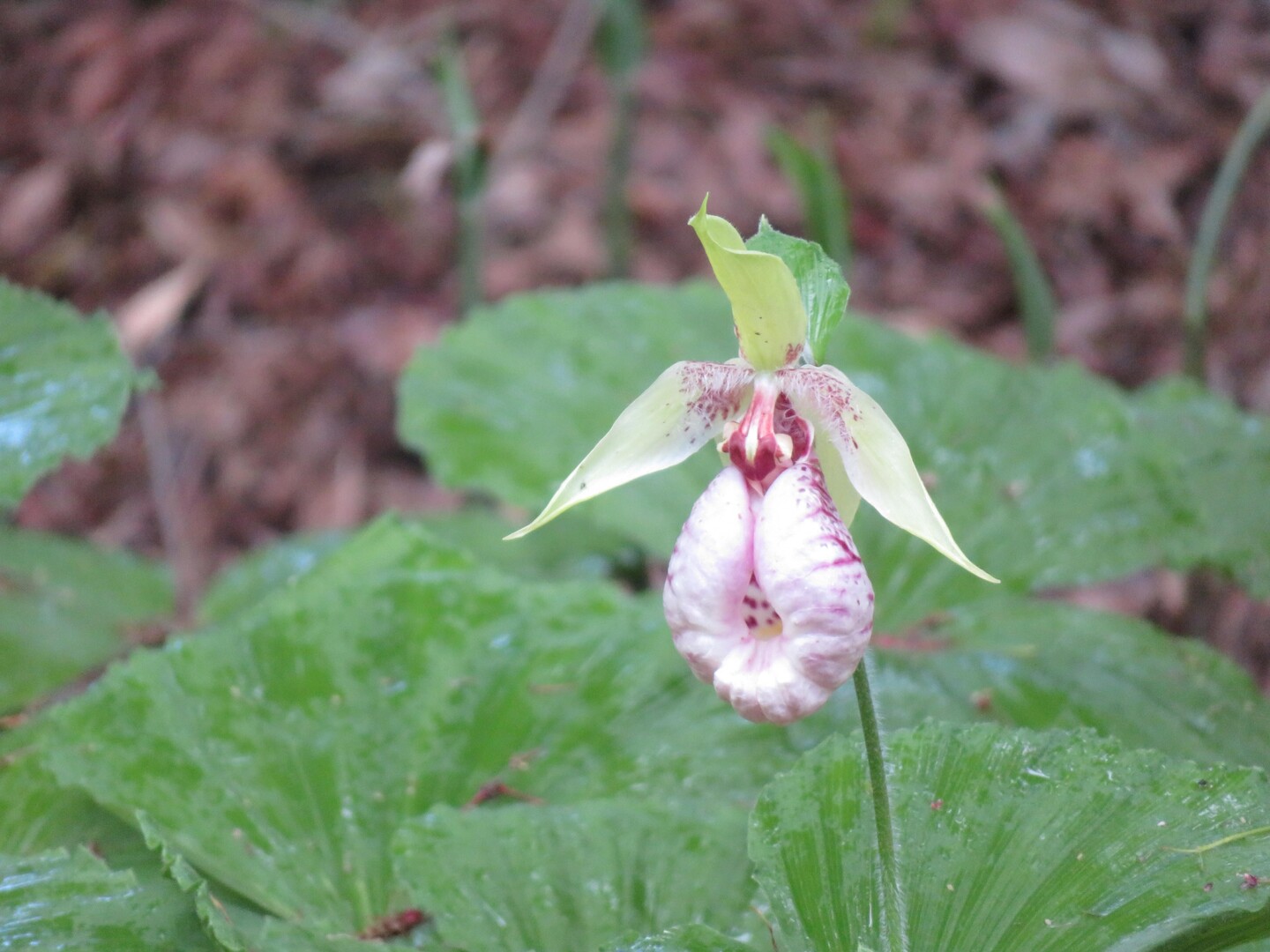 🚘でGo💨 多聞院と多福寺林🍃 / andyさんの所沢市の活動データ | YAMAP / ヤマップ