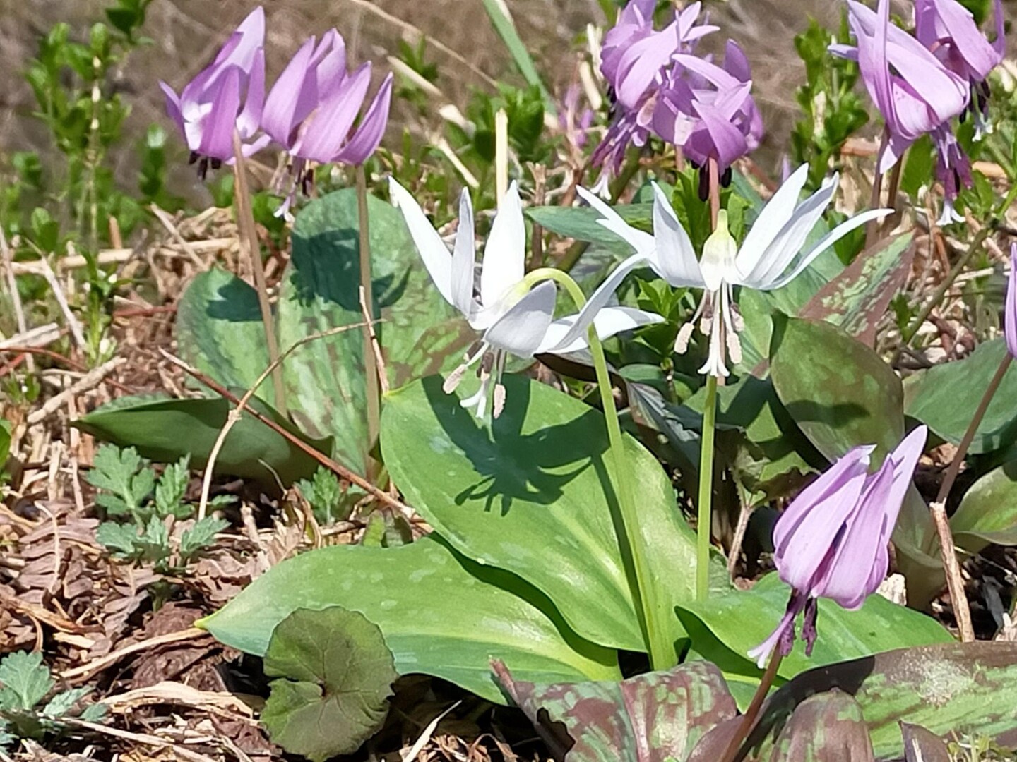 坂戸山・小城・大城、六万騎山 / Berryさんの坂戸山の活動データ | YAMAP / ヤマップ