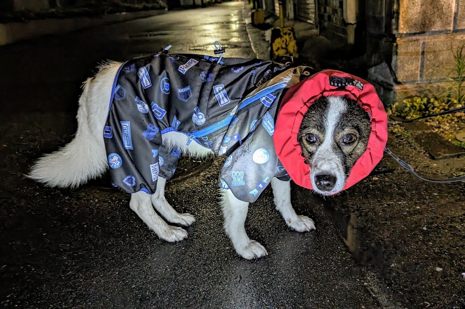 Dog evening ☔🥴 玄関で... / もみじ🐺 & パパ😎さんのモーメント | YAMAP / ヤマップ