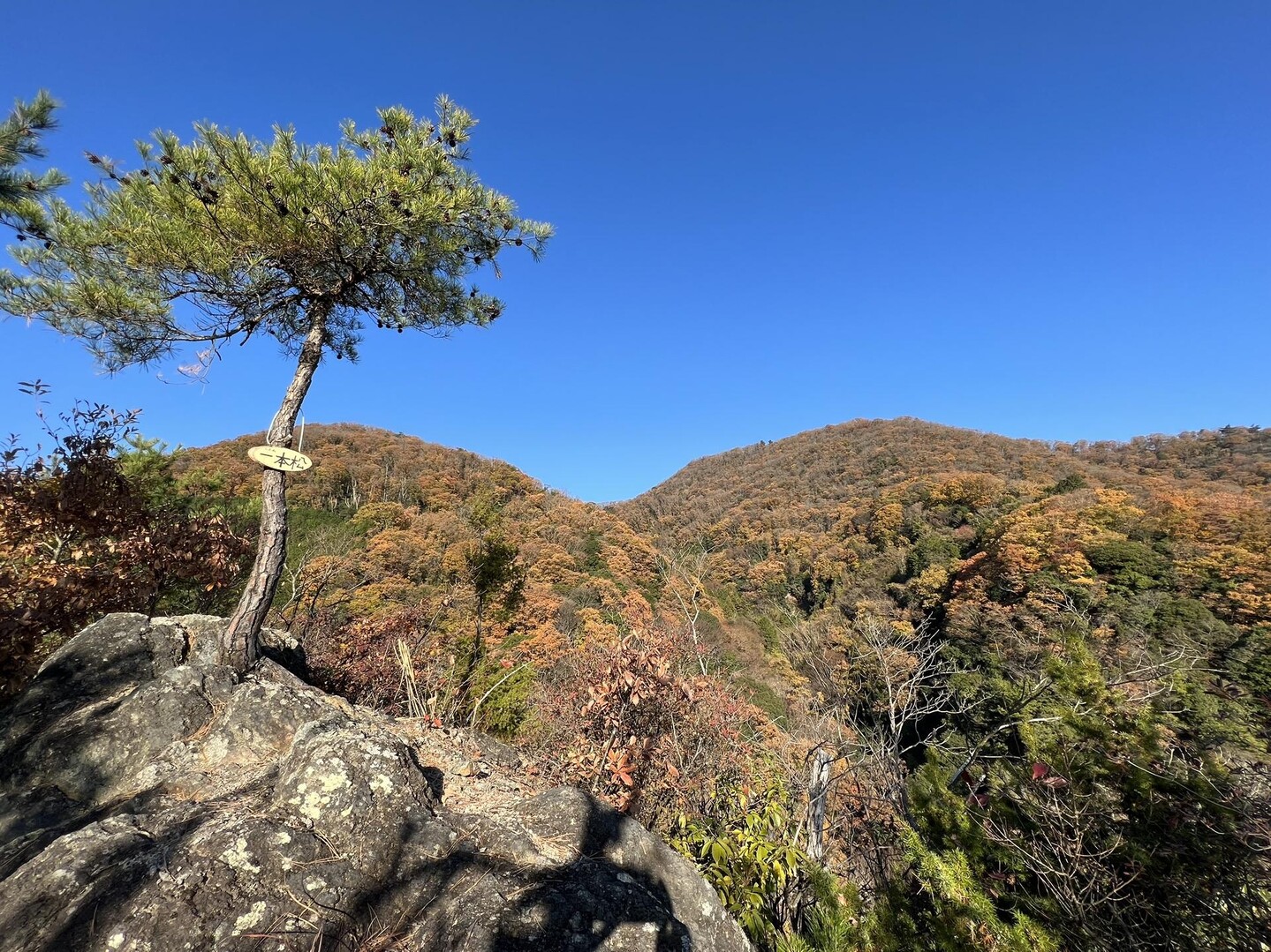 二上山・一本松🌲 / sinoさんさんの金剛山・二上山・大和葛城山の活動データ | YAMAP / ヤマップ