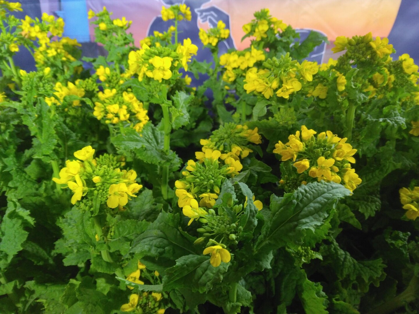 バンテリンドームへ🚃&🚌でGO。ぜっ... / 赤福さんのモーメント | YAMAP / ヤマップ