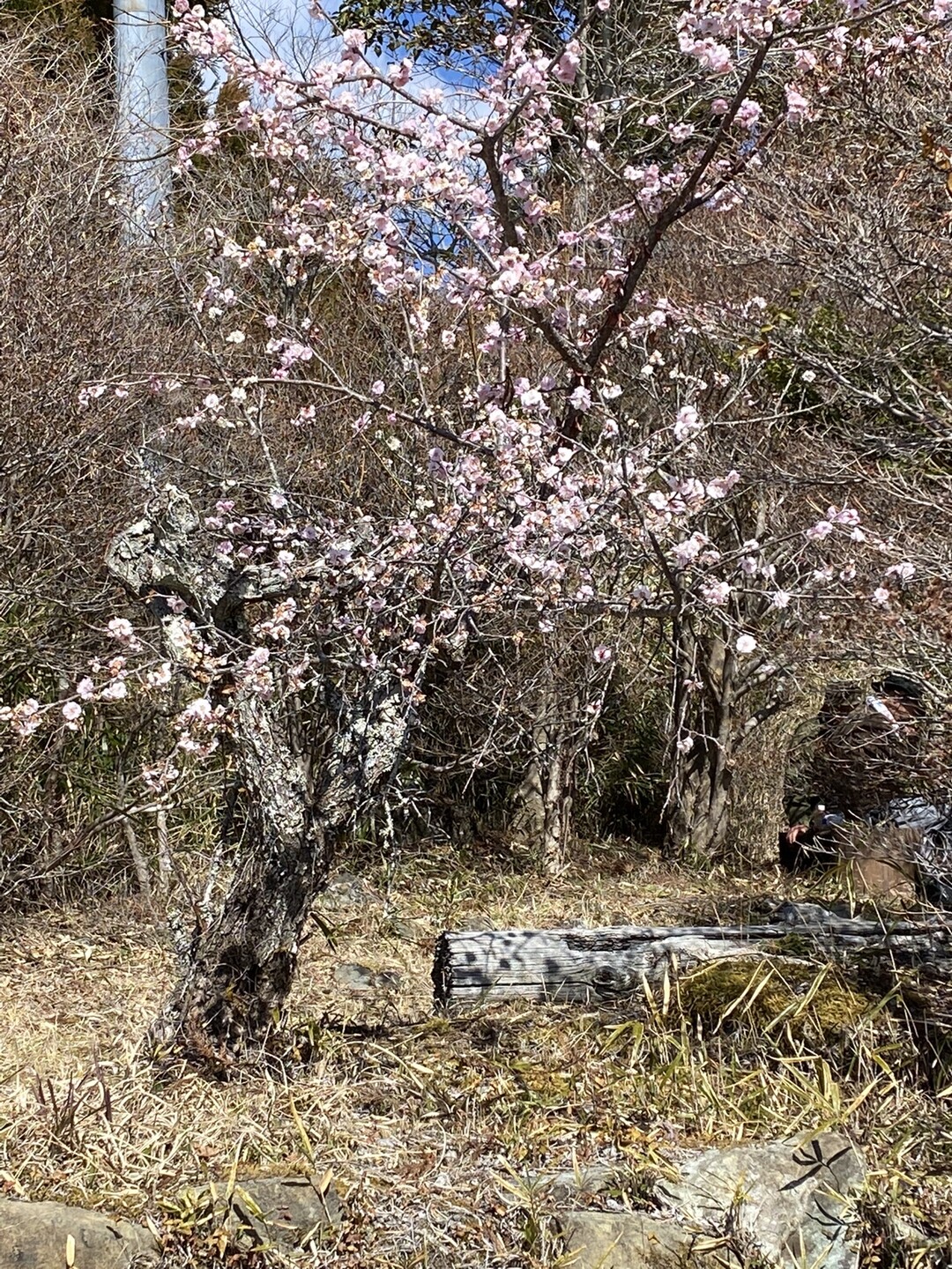 2022.03.06(日) 08:21 / miuさんのモーメント | YAMAP / ヤマップ