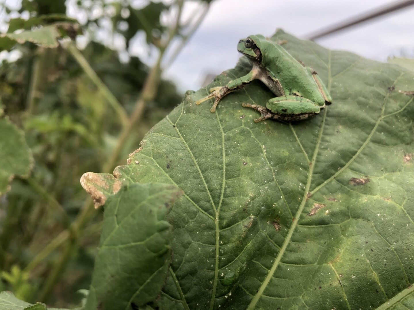 擬態してる様ですが、バレバレですよ〜🐸... / Naluさんのモーメント | YAMAP / ヤマップ