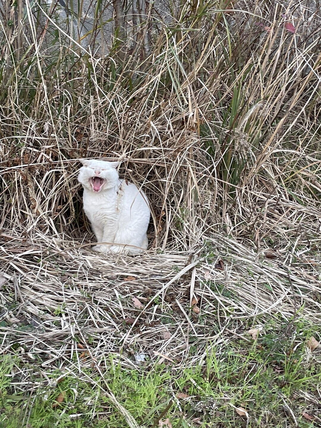 雨山-2022-12-31 / saeさんの雨山の活動データ | YAMAP / ヤマップ