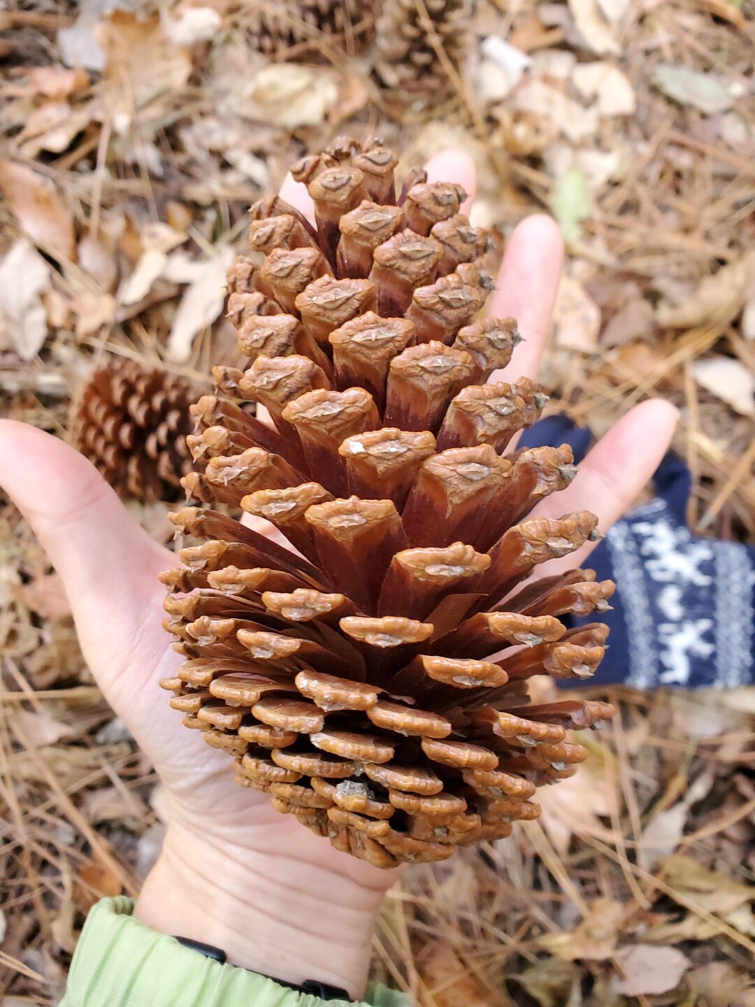 筑波山・星越山・新宮山・笠ヶ峰・本宮山 / inamonさんの東かがわ市の活動データ | YAMAP / ヤマップ