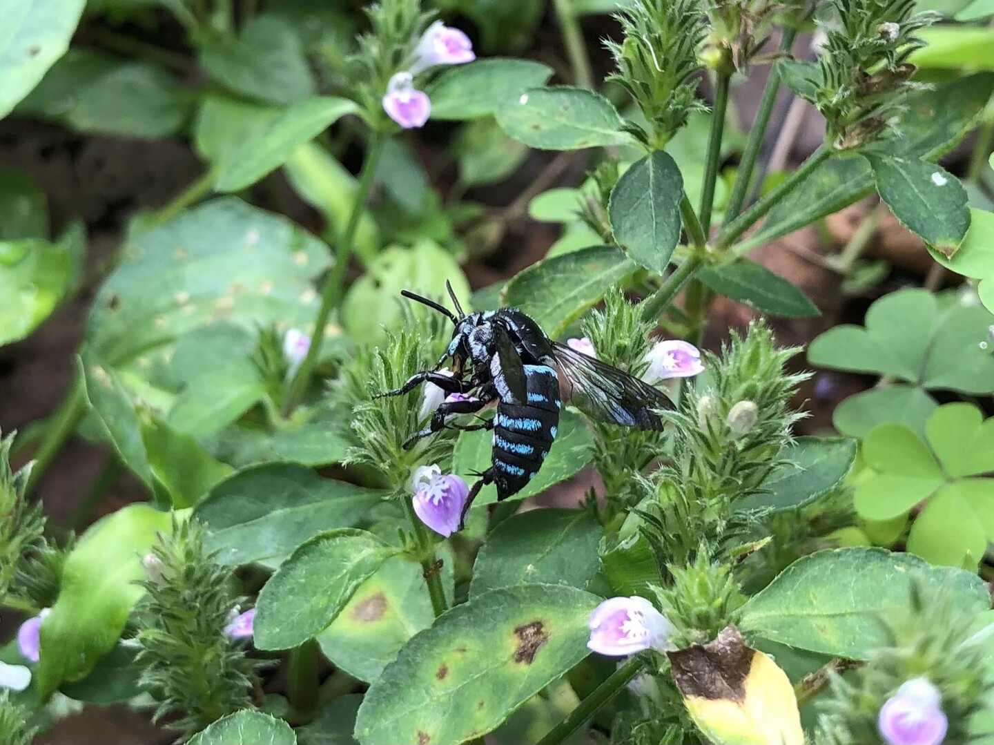 百々ヶ峰⛰ブルービー🐝 トリプル達成🤣 / yukoさんの百々ヶ峰・源太峰の活動データ | YAMAP / ヤマップ