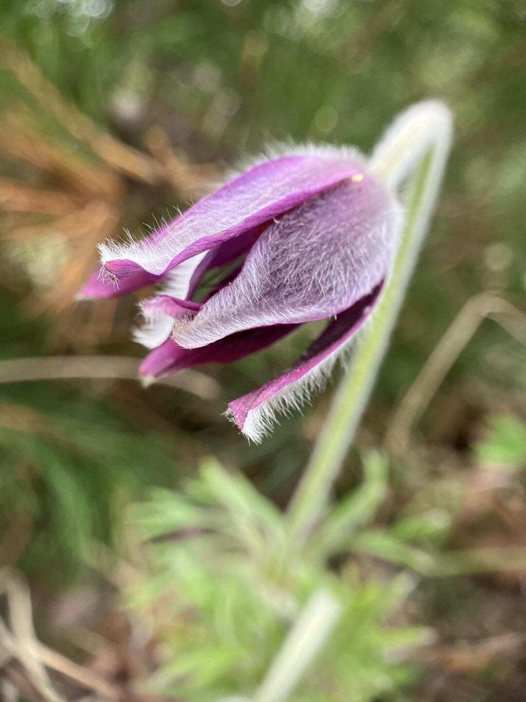 美し森山・天女山🚶 🎶 / erikoさんの八ヶ岳（赤岳・硫黄岳・天狗岳）の活動データ | YAMAP / ヤマップ
