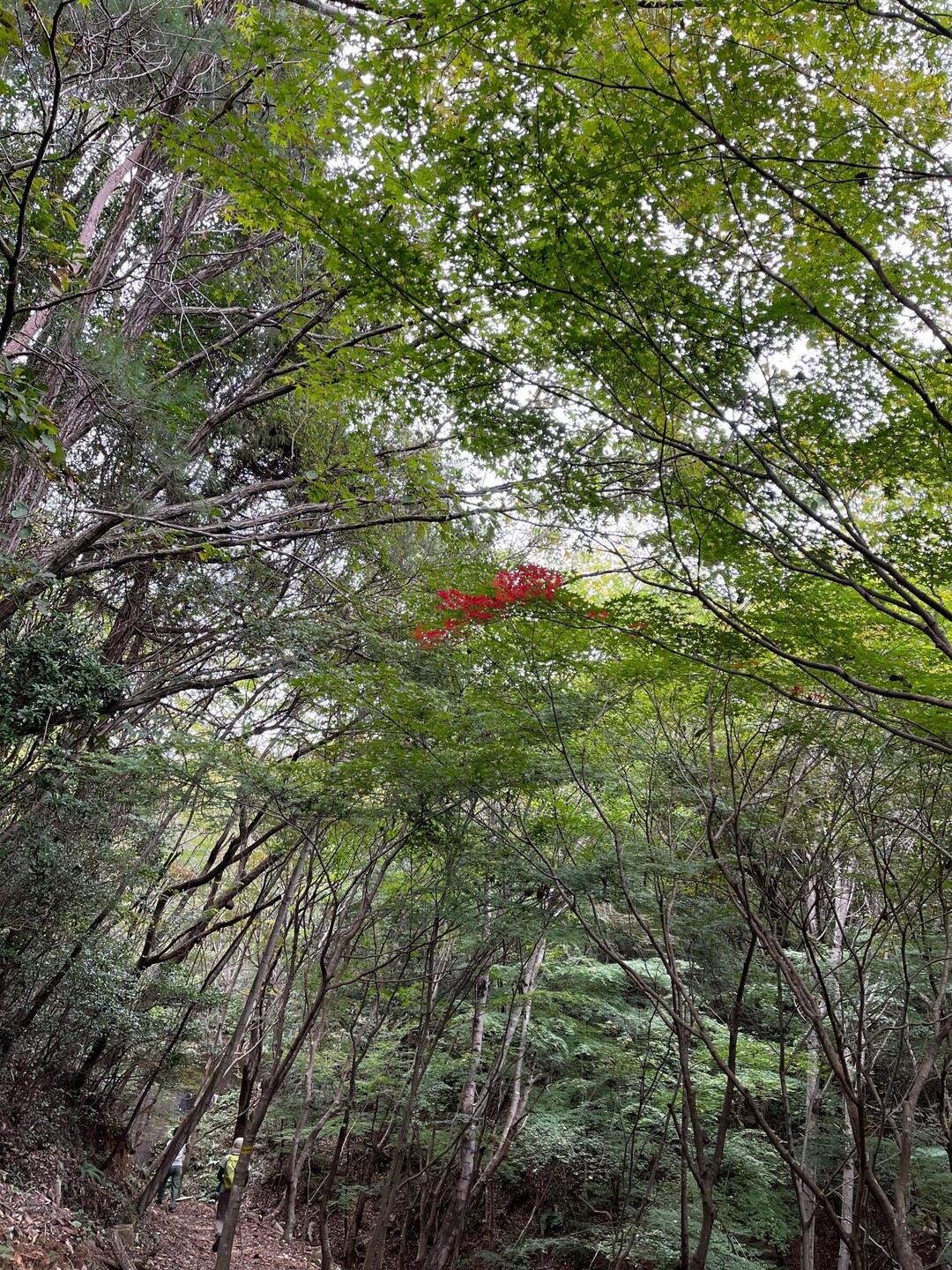 龍王山 / DC2 野郎さんの龍王山の活動データ | YAMAP / ヤマップ