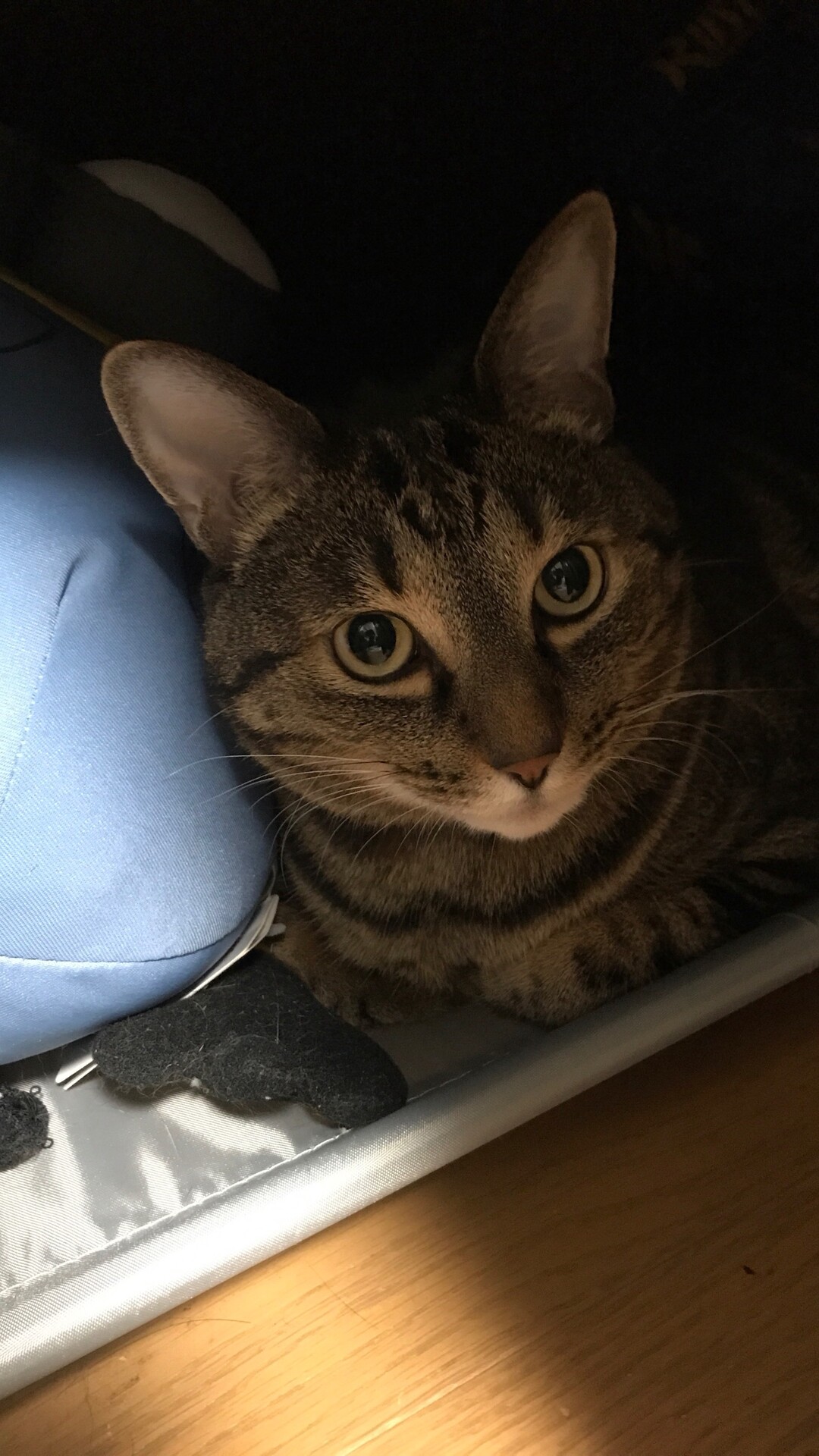 yuzuのページ | YAMAP / ヤマップ