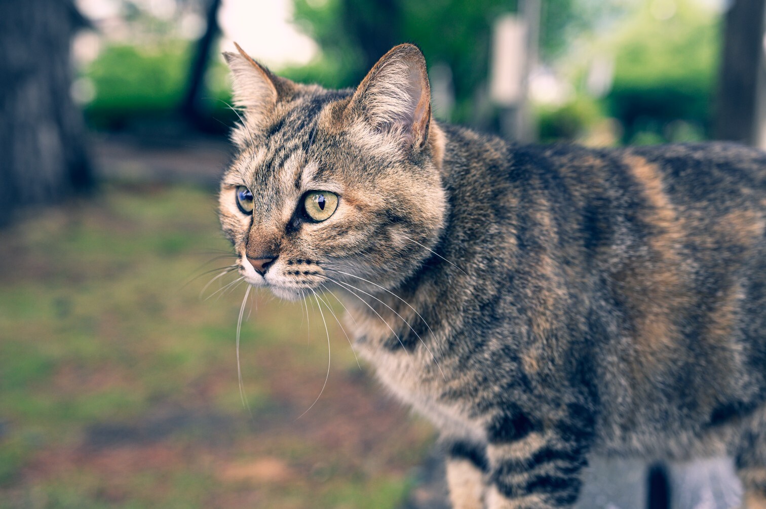 ここの地域猫可愛かったなぁ この後この人... / vlog_tottiyさんのモーメント | YAMAP / ヤマップ
