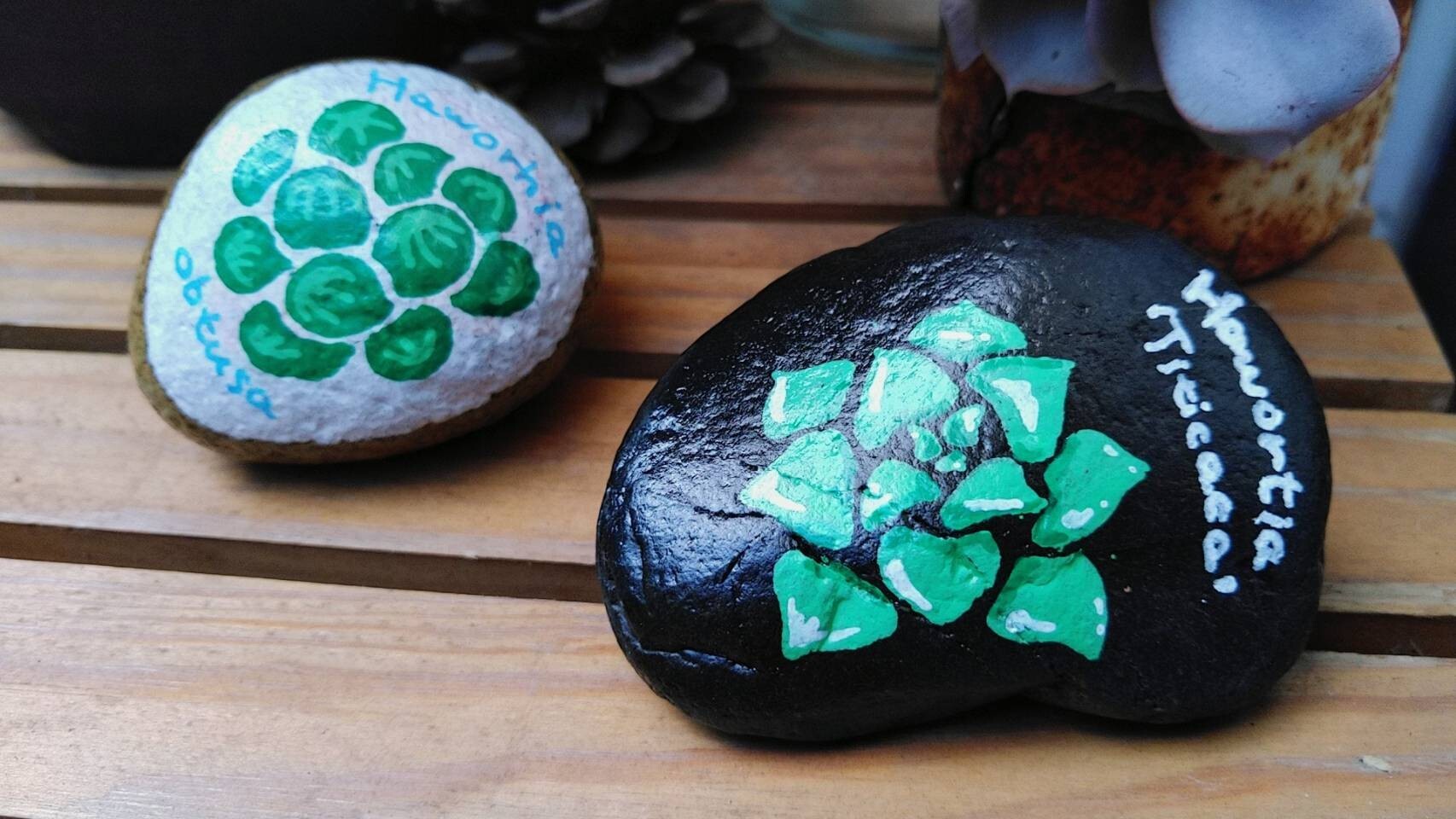 先日買った珍しい多肉の本から、 早速ひと... / kazさんのモーメント | YAMAP / ヤマップ