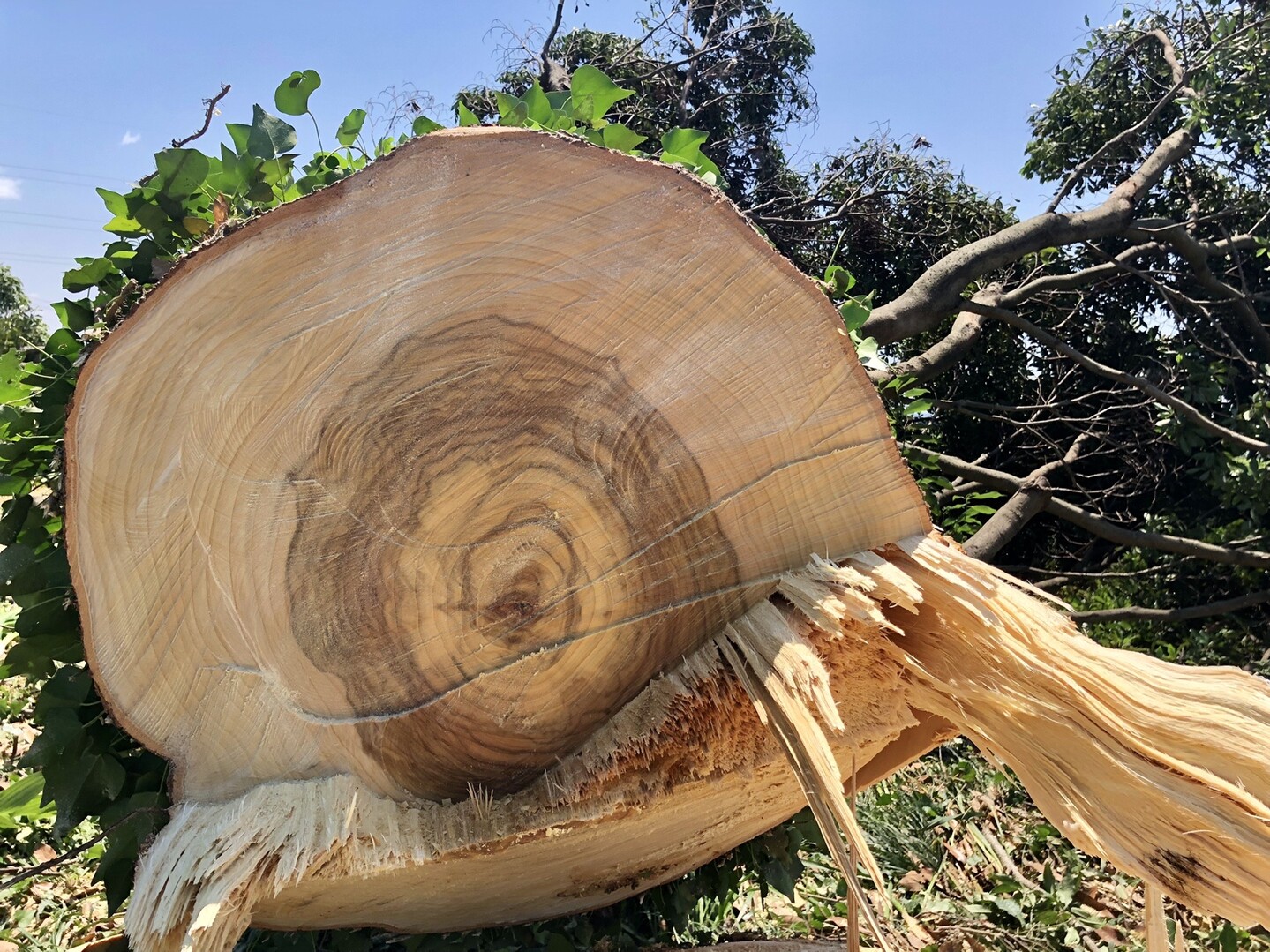 切り始めると止まらない！ 昔、アマチュ... / 登 人 《 ITC-ONE 》さんのモーメント | YAMAP / ヤマップ