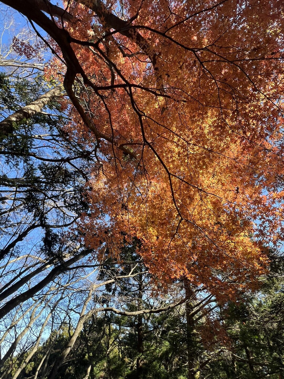 大山三峰山⛓️ / tea003さんの大山の活動データ | YAMAP / ヤマップ