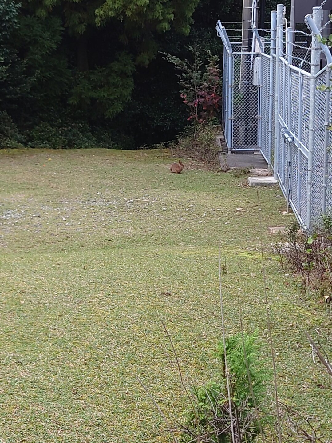 朝熊山（朝熊ヶ岳） / dewarsさんの朝熊ヶ岳（朝熊山）・鼓ヶ岳・鷲嶺（袴腰山）の活動データ | YAMAP / ヤマップ