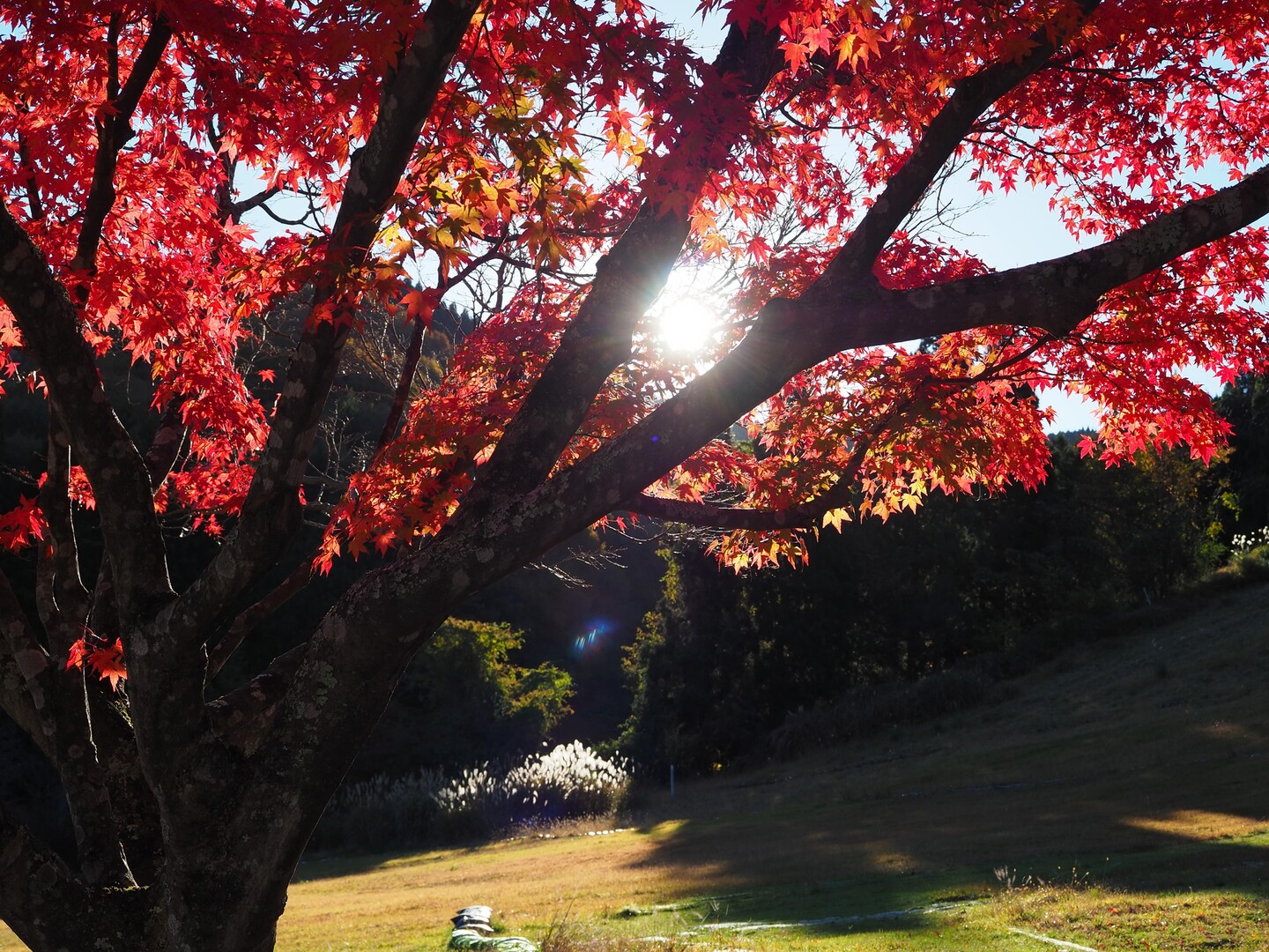貝月山 / ICHI JUNさんの貝月山の活動データ | YAMAP / ヤマップ