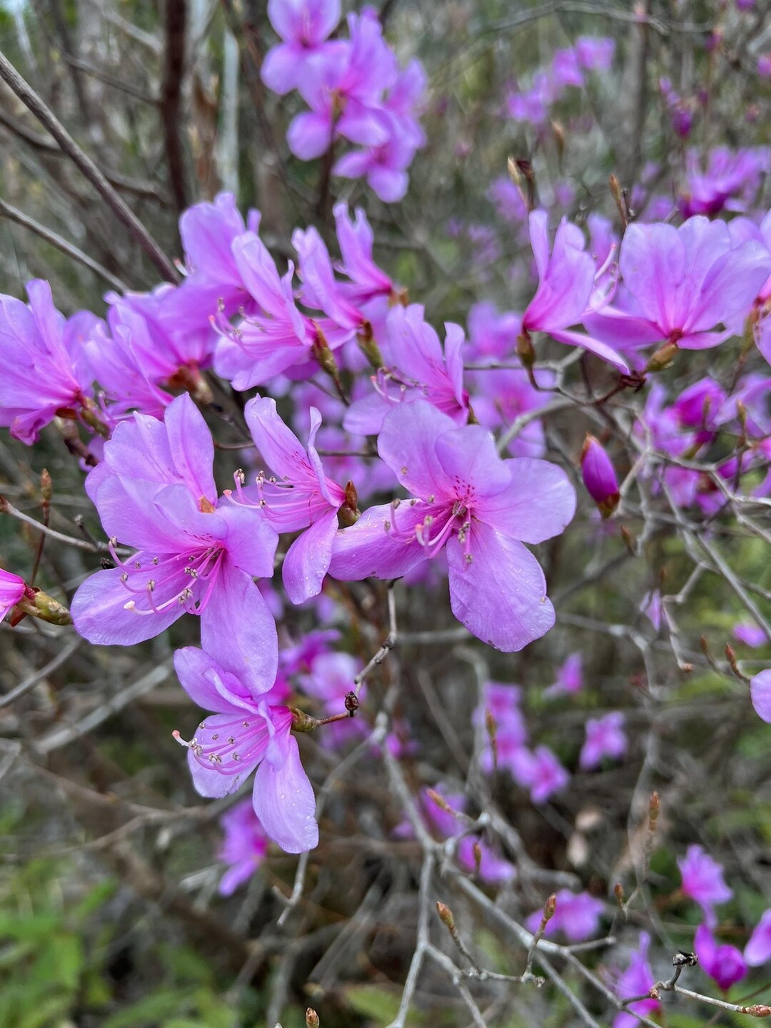 ミツバツツジ 冠岳 / Ko-zyさんの冠岳の活動データ | YAMAP / ヤマップ