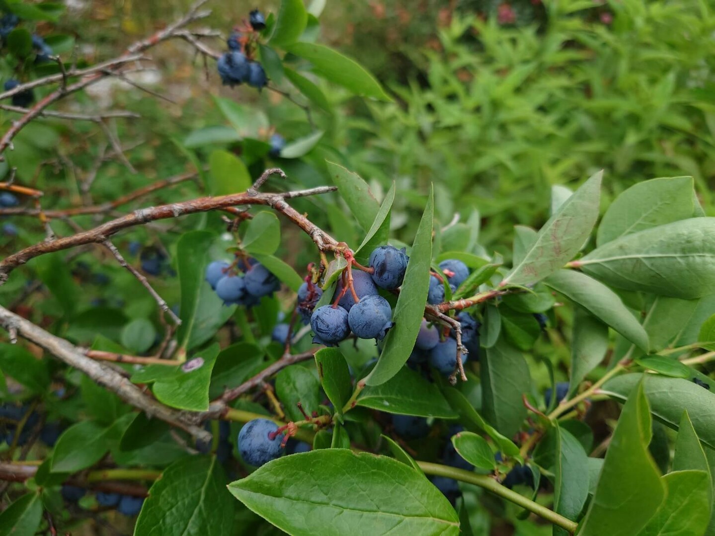 当家恒例のブルーベリー採りをしました。 ... / Syoさんのモーメント | YAMAP / ヤマップ