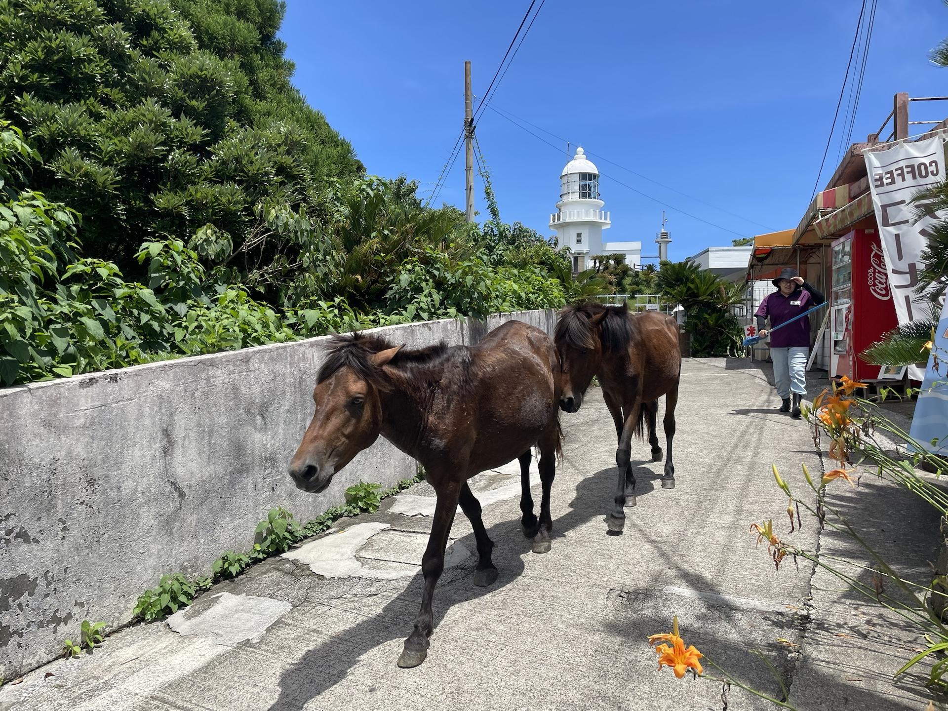 頂上いったら先客はお馬さんだった！（笑）... / Bear Canyon Manさんのモーメント | YAMAP / ヤマップ