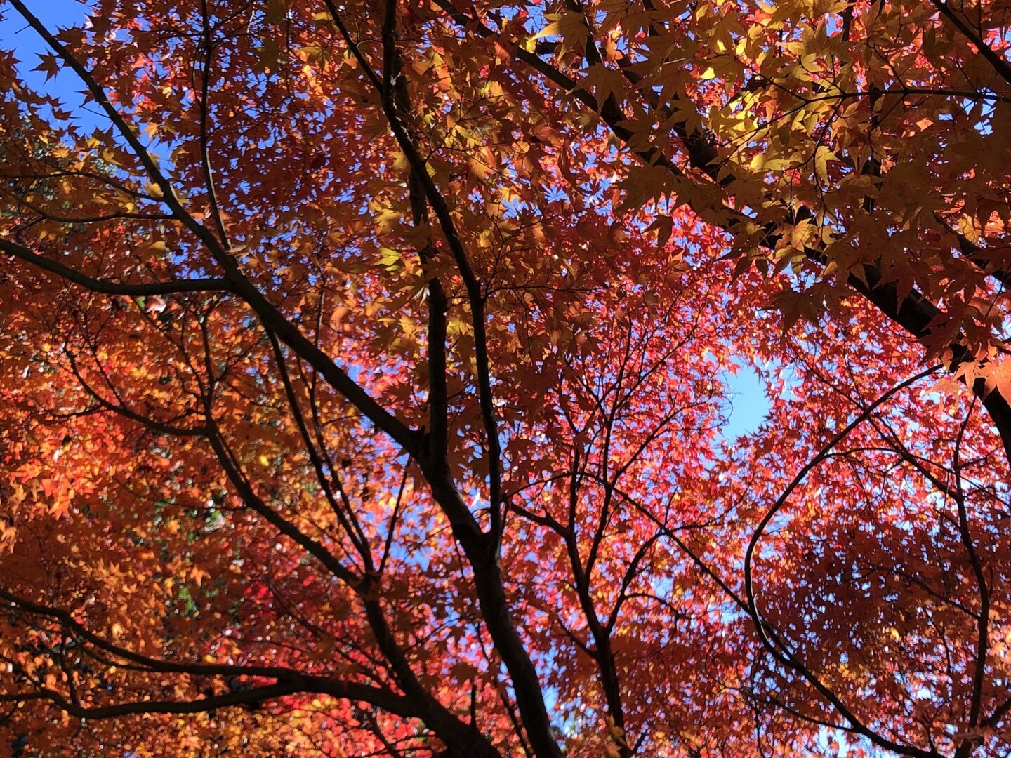 呉娑々宇山(ごさそうざん)周回 / neroliさんの呉娑々宇山・高尾山（広島県）・日浦山の活動データ | YAMAP / ヤマップ