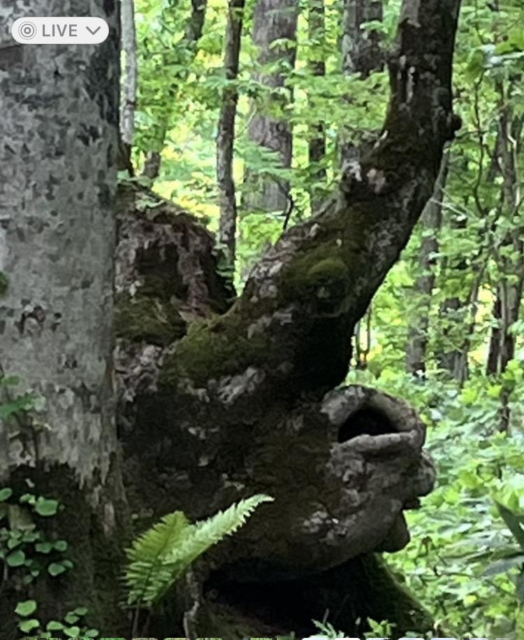 天狗森北斜面大多利沢(八幡平)で出会った... / さちGさんのモーメント | YAMAP / ヤマップ