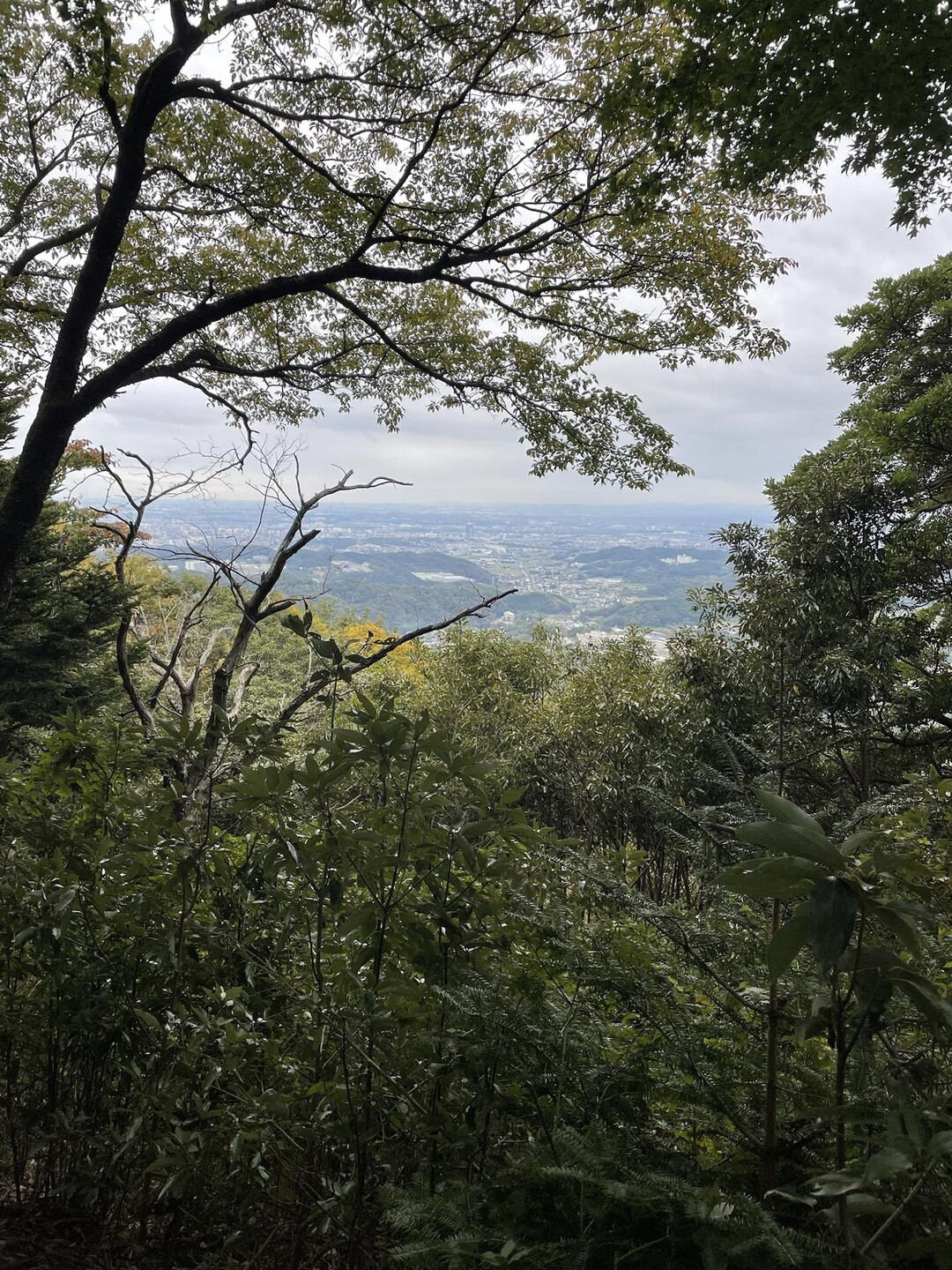 日向薬師から日向山・見城山を経て広沢寺温泉入口バス停へ / s06007さんの大山の活動データ | YAMAP / ヤマップ