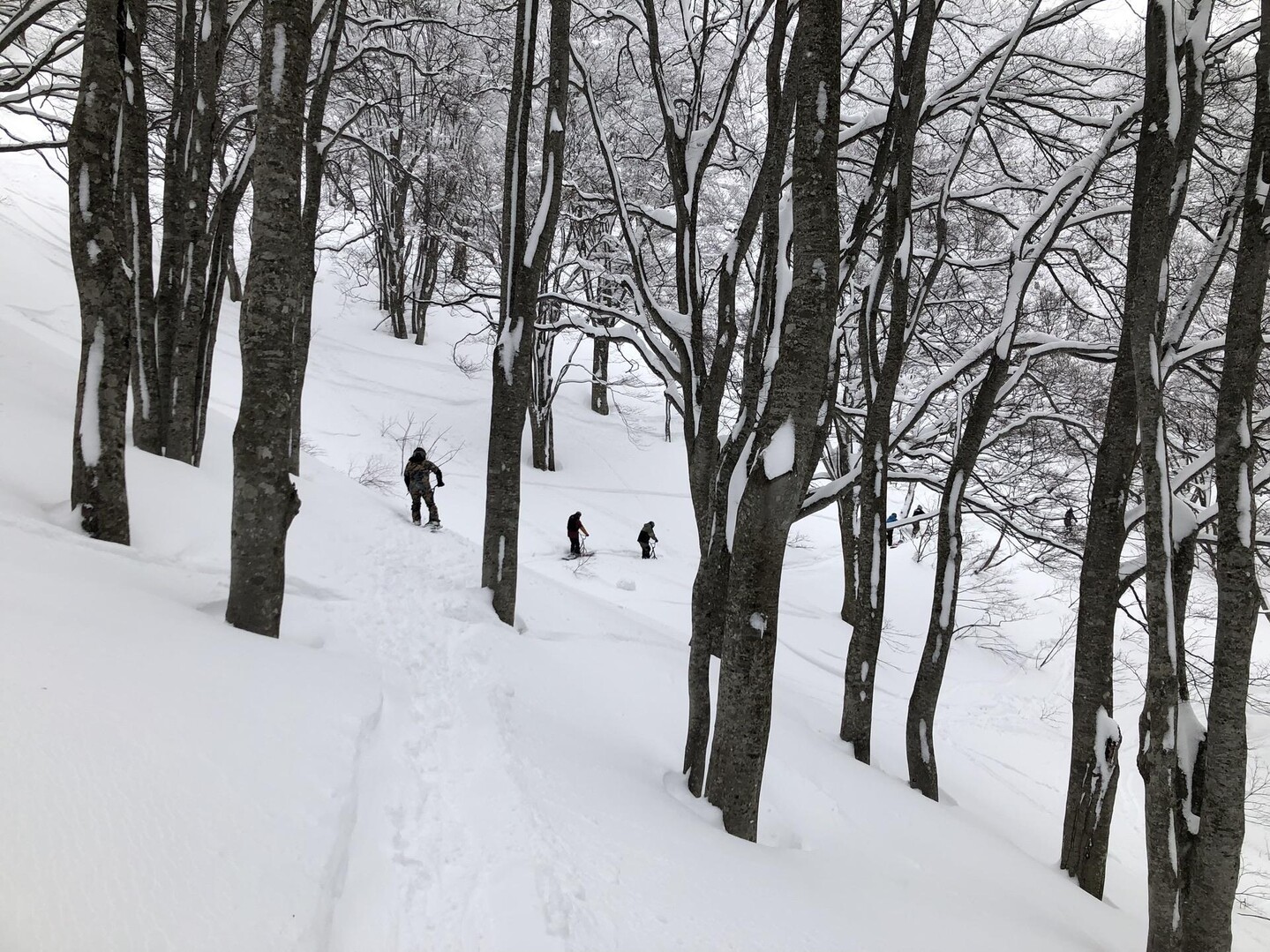 鍋森山（青森スプリングスキーリゾート） / snow@ystさんの岩木山（岩鬼山）・鳥海山・鍋森山の活動日記 | YAMAP / ヤマップ
